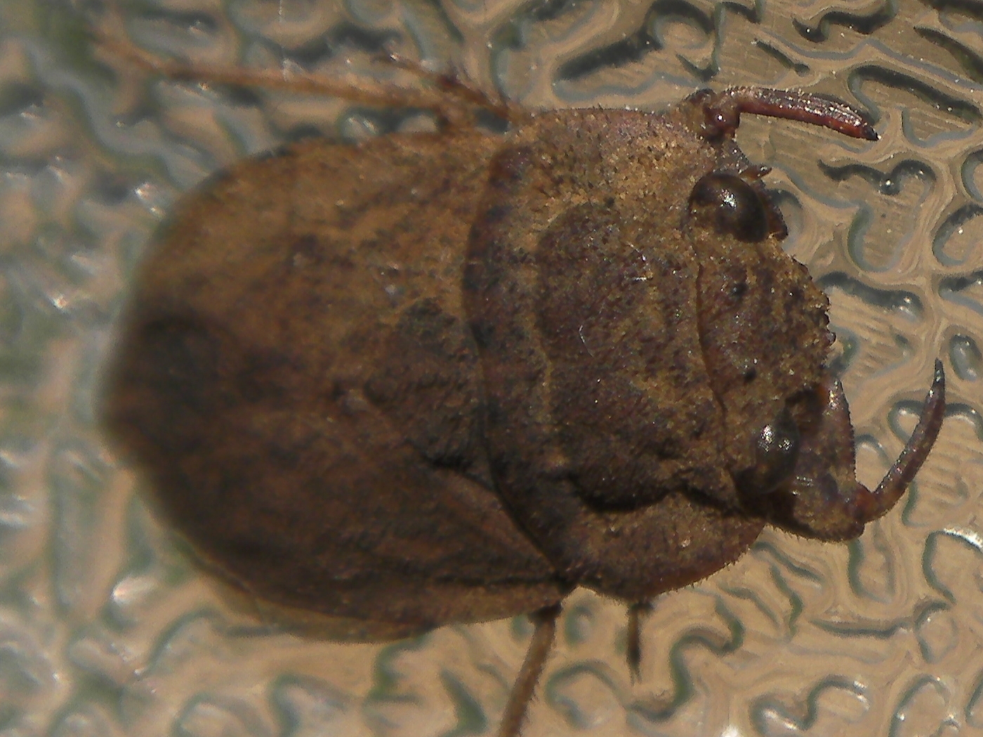 Quaoar Power Zoo: Laughing Toad Bug of Costa Rica