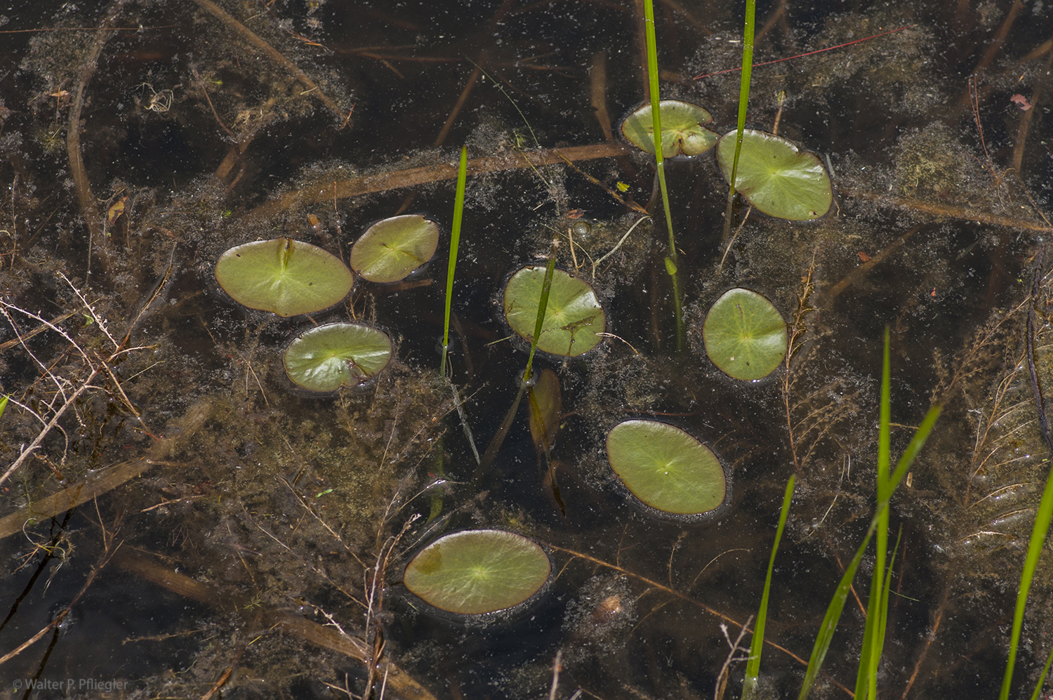 Nature photos from an Amateur Naturalist: Ponkapoag Bog, USA (Ponkapoag ...