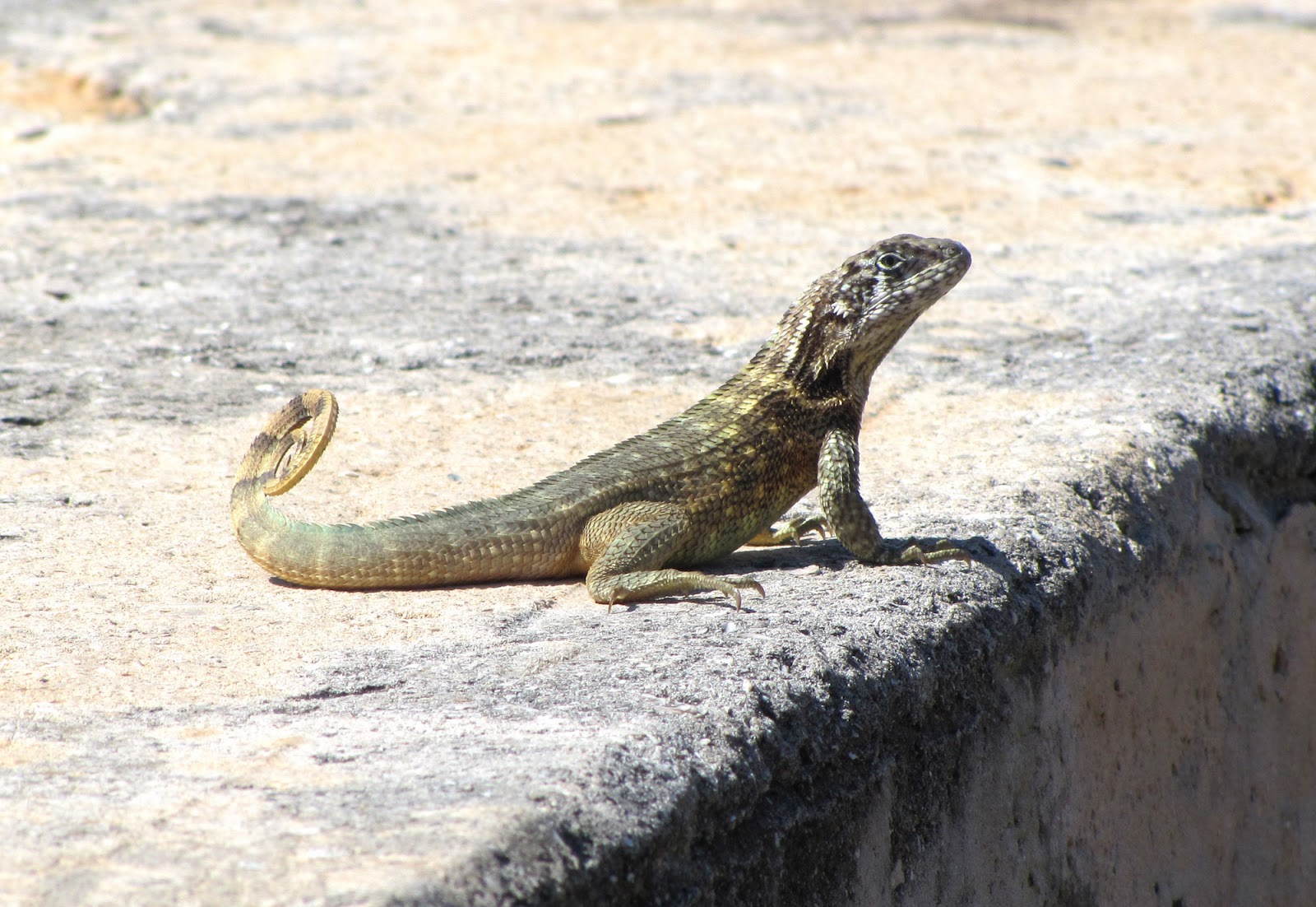 North Shore Nature: Some Cuban lizards