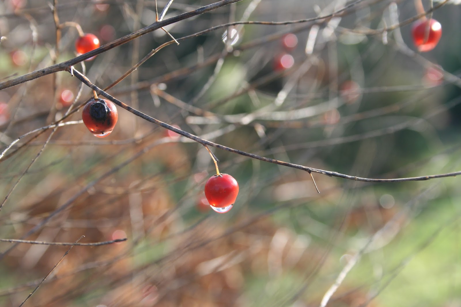 GARDEN STORIES: SMIDRAS ARBA ŠPARAGAS