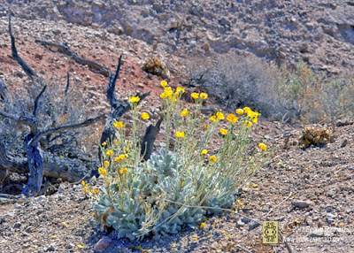 Bonnie Rannald's Photo-Explorations in focus with nature. : Las Vegas ...