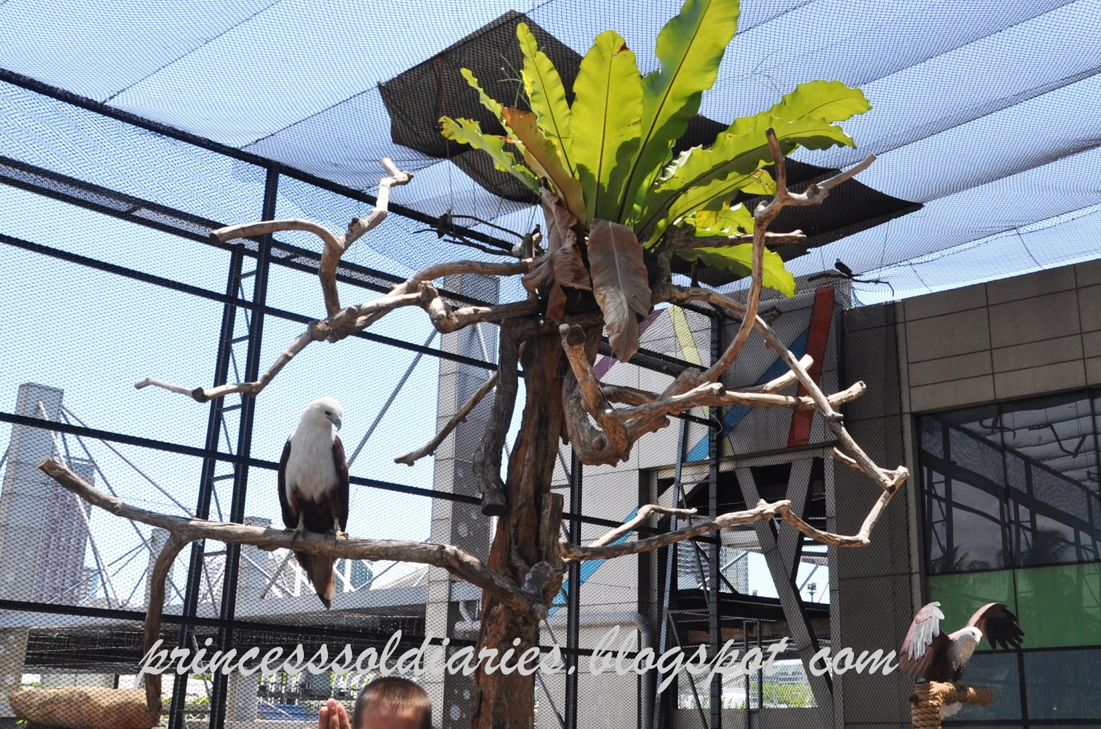 Princess Sol Diaries: Birds Of Prey Kingdom (Manila Ocean Park)