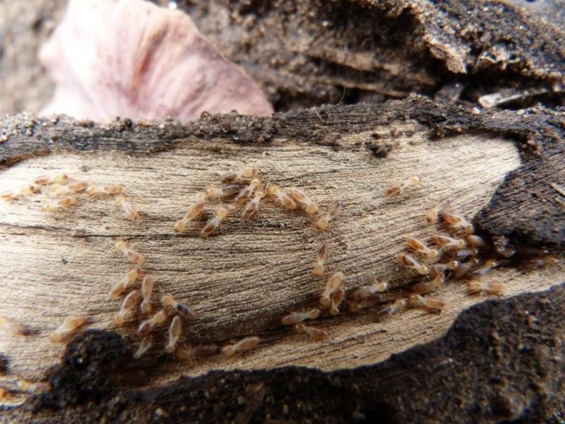 Safari Ecology: The role of termites in the savanna biome