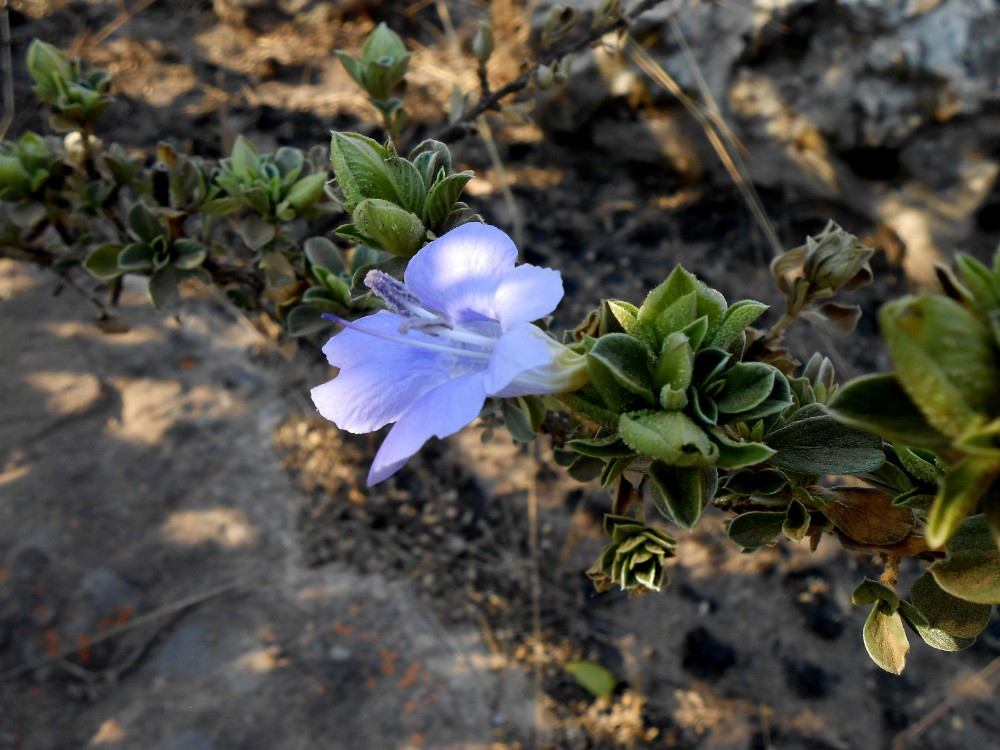 Species New to Science: [Botany • 2016] Barleria mirabilis • A ...