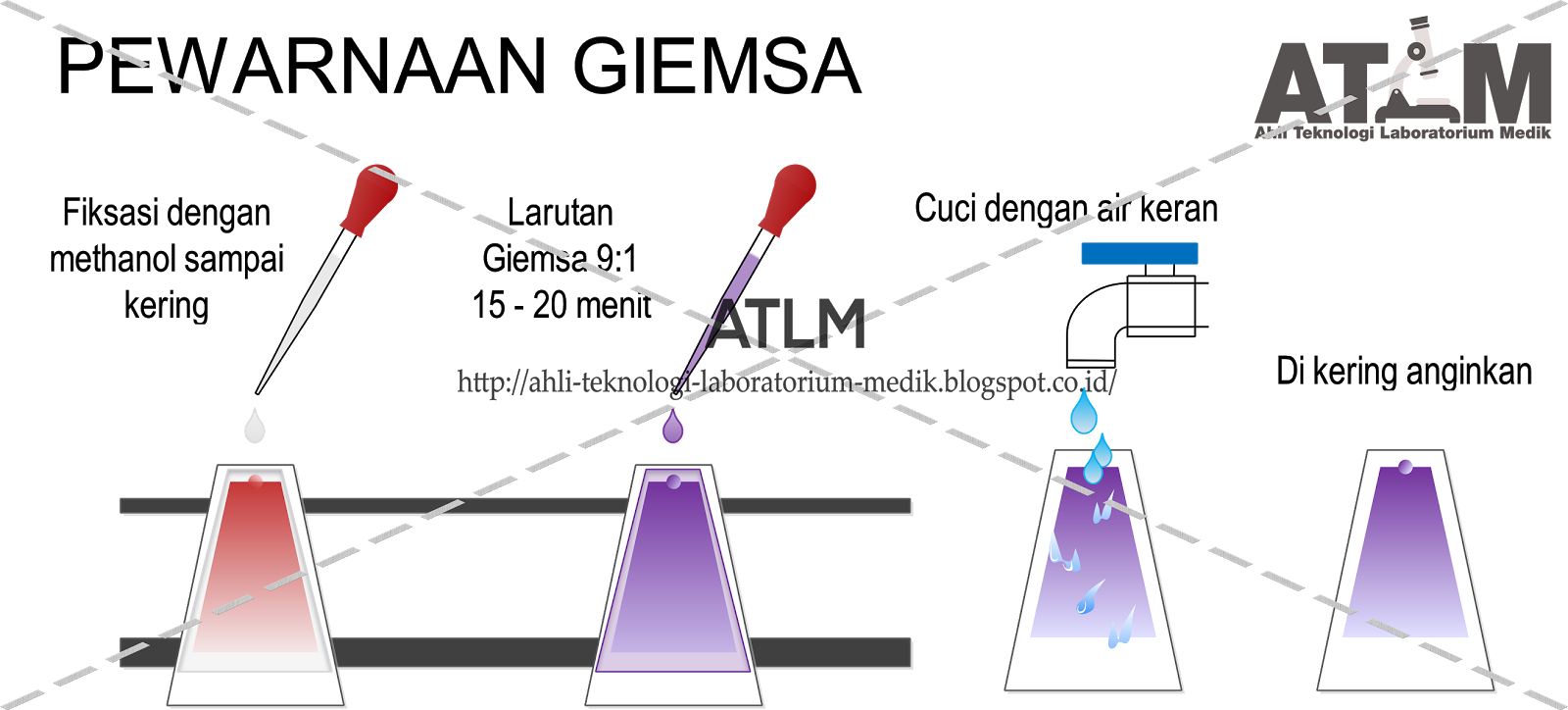Pengecatan Preparat Apusan Dengan Giemsa — ATLM
