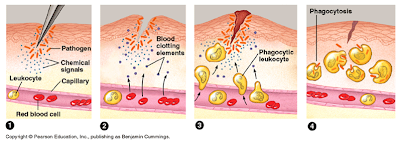 Belajar Mudah Kimia Medisinal: Gimana Obat Tiga Serangkai Antinyeri ...