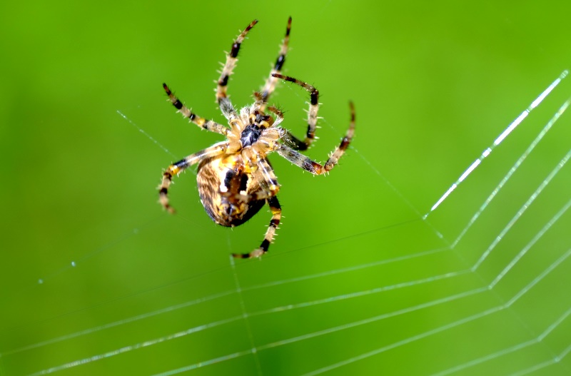 TURKANA: EL MARAVILLOSO MUNDO DE LAS ARAÑAS