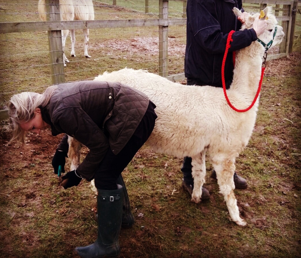 Vicky May - All Things Animal: Alpaca Foot Trimming