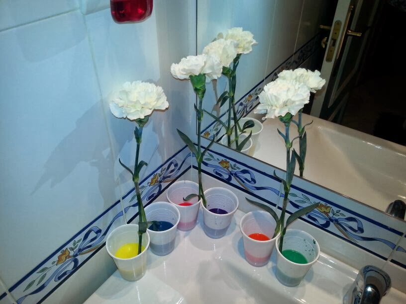 Experimento: Cambia el color de las flores ~ El Blog de Manuela Sánchez