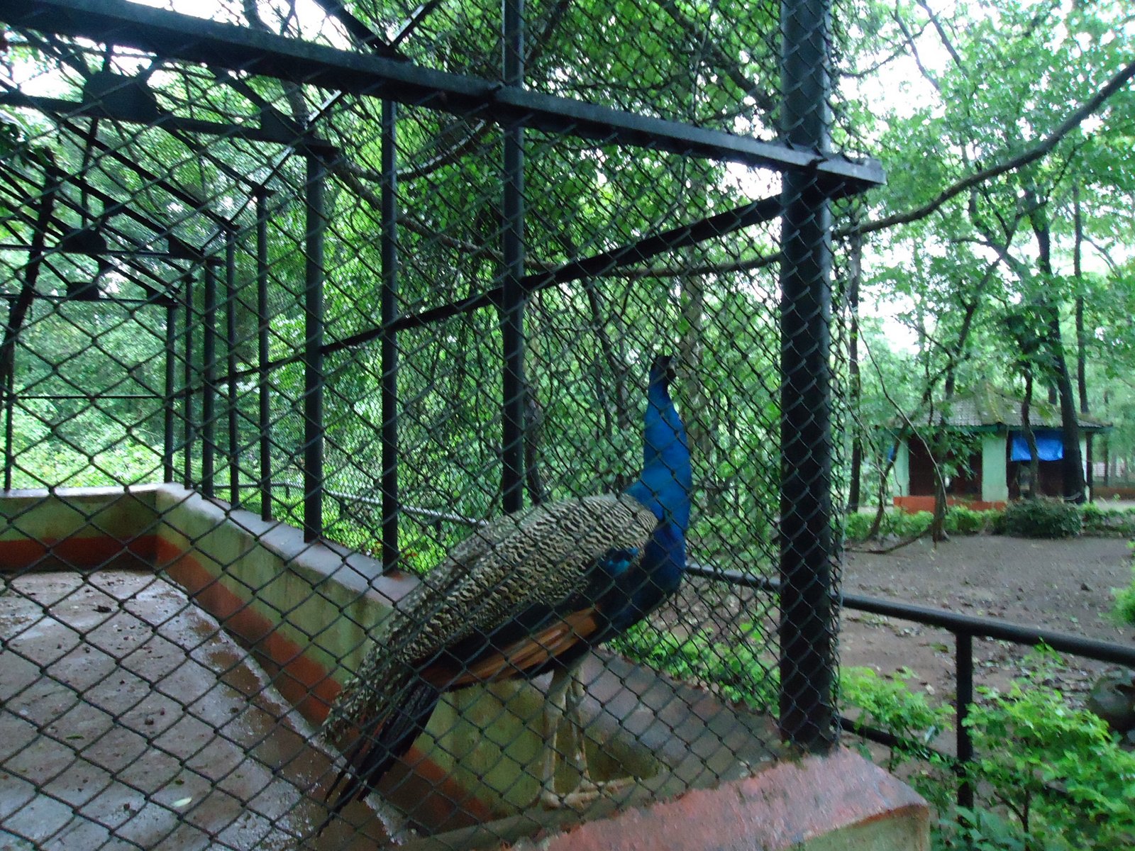 Must do while in Goa.