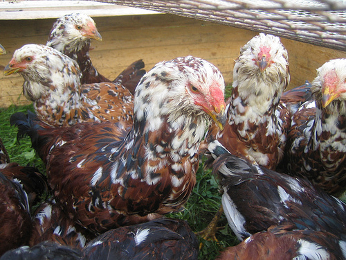 Breed Savers: Russian Orloffs