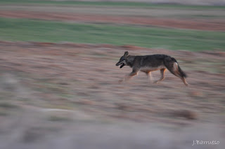 COMO SE DESPLAZAN LOS ANIMALES