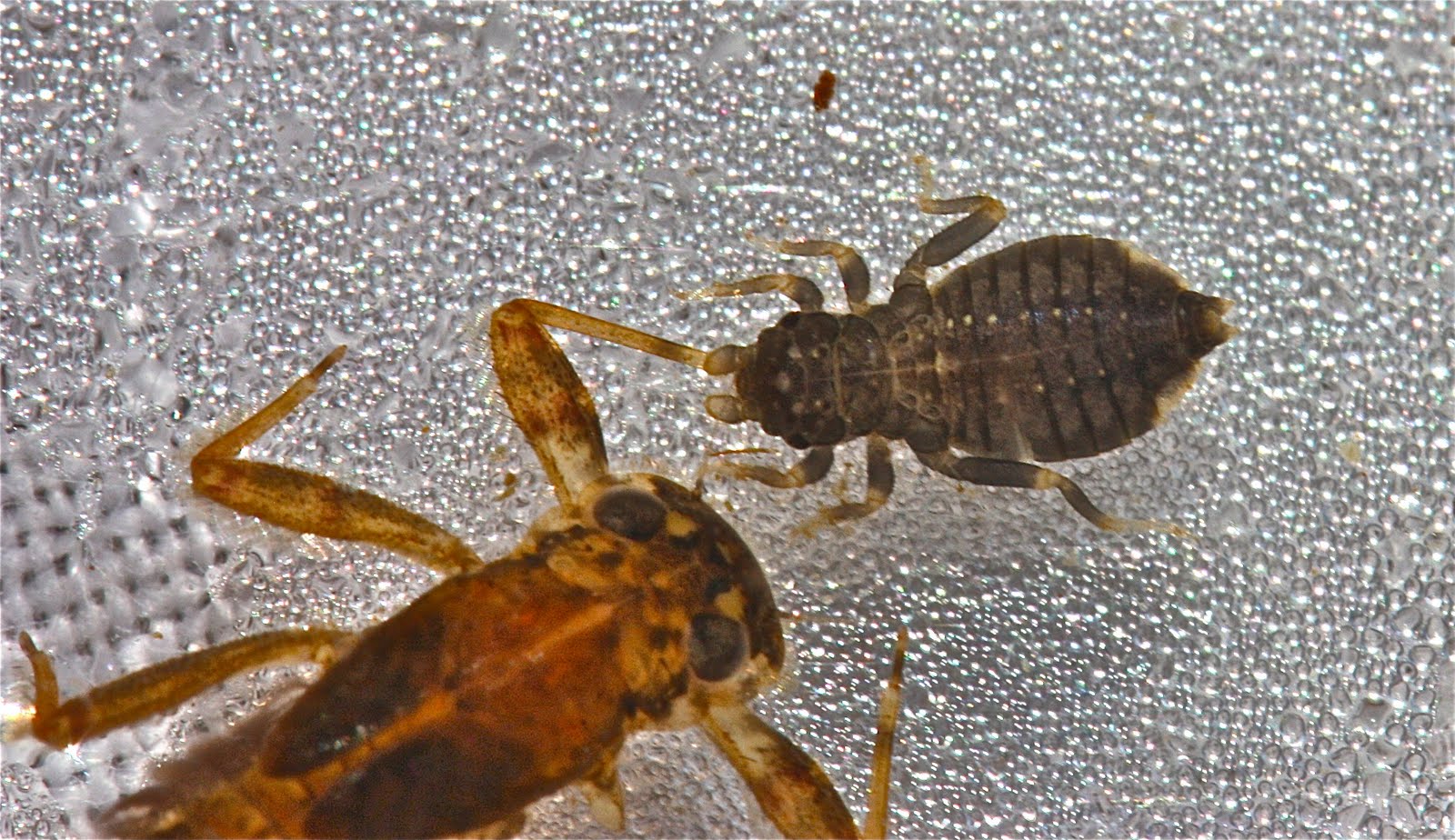 Aquatic Insects of Central Virginia: New Water: A Trip to the Buffalo ...