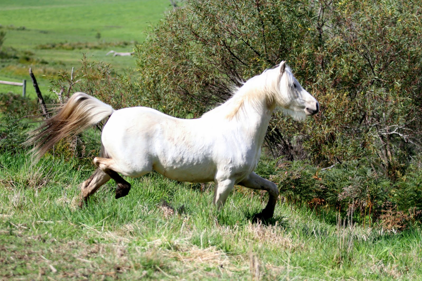 WELSH PONIES and THE ODD FRESIAN COW