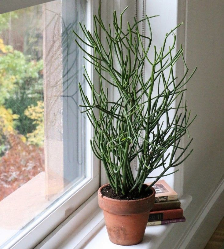 Xing Fu: PENCIL CACTUS