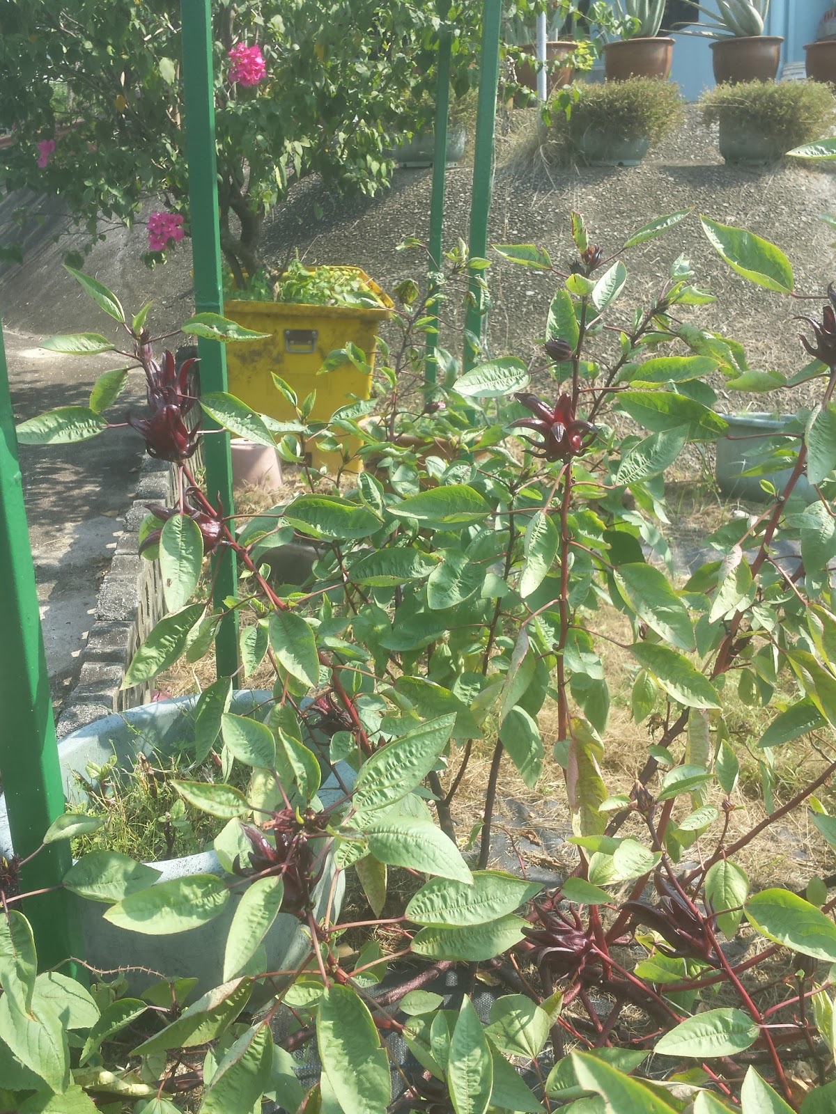 Somewhere in Singapore Blog: Kin Yan Agrotech Pte Ltd