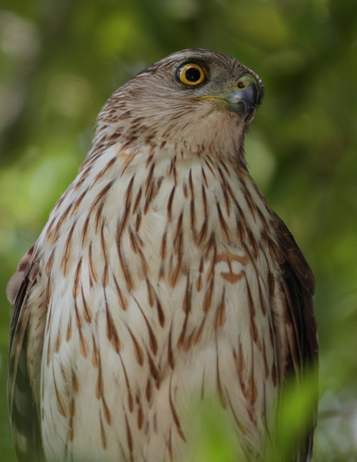 A Spydur's Life: Cooper's Hawk