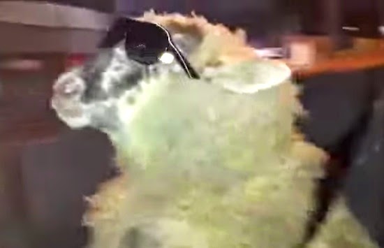 Meet The Coolest Sheep You’ve Ever Seen In Your Life Chillin’ In The ...