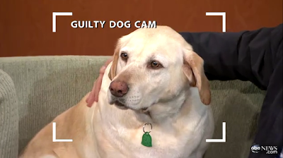 dog behavior: "Guilt" Part 1 - Is Denver the dog really guilty?