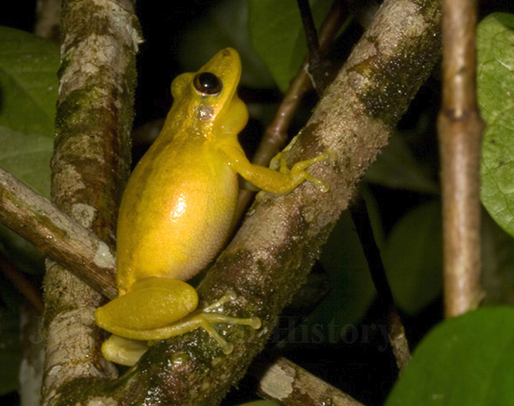 The Herpetology of Trinidad and Tobago: Lesser Brown Treefrog, Scinax ...