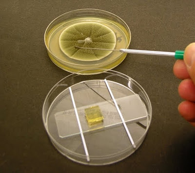 Fun With Microbiology (What's Buggin' You?): Slide Culture Technique