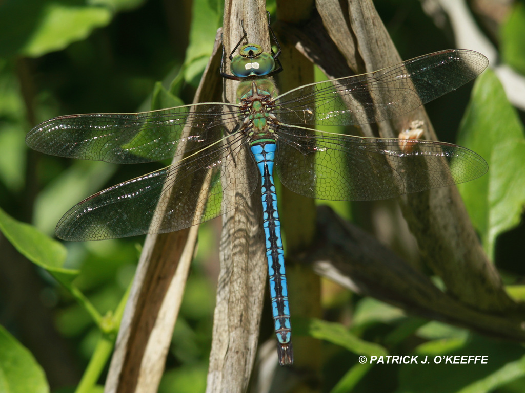 Raw Birds: EMPEROR DRAGONFLY (Anax imperator) male, Las Penitas ...
