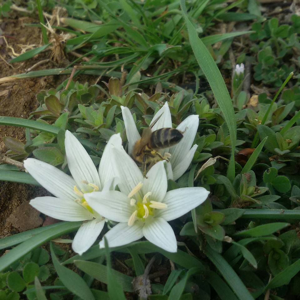 Shtepia e bletes Marku: Bletet dhe trajtimi me medikamente të ndryshme