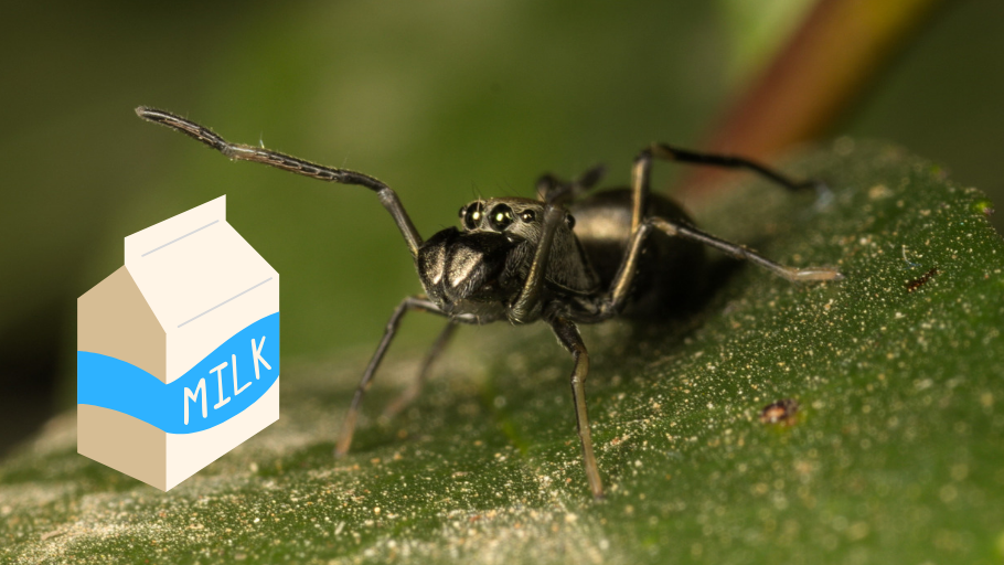 La araña que produce leche y amamanta a sus crías
