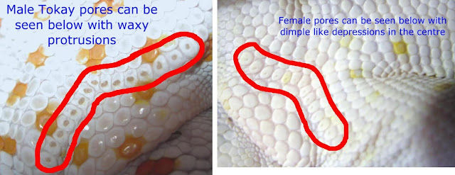 The Gecko Zone : The Tokay Gecko