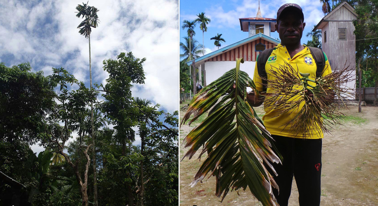 Pohon Pinang Jenis Baru Diberi Nama Ilmiah Areca jokowi - Biologizone