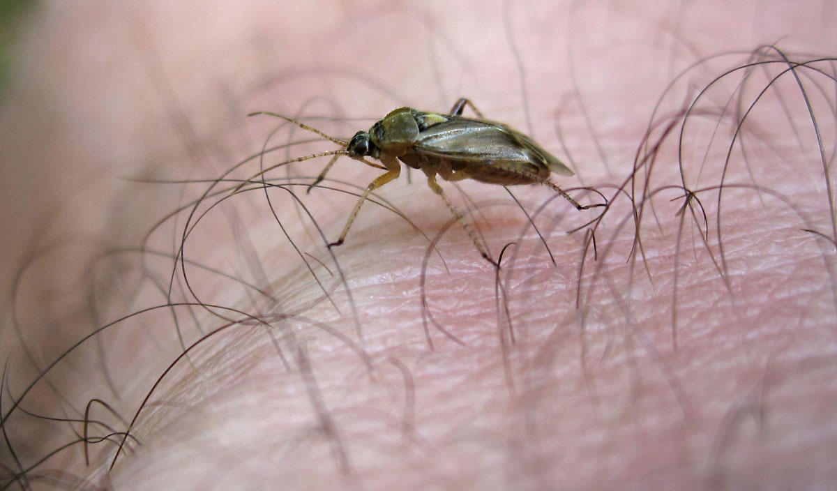 Hayes Common Circular | Naturally