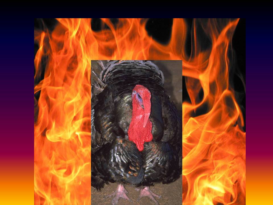 Bored of Lesser Things: Attack of the Killer Thanksgiving Turkey