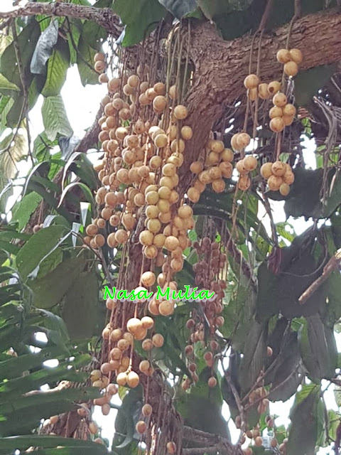 warna warni hidupku..............: Pokok Buah Rambai