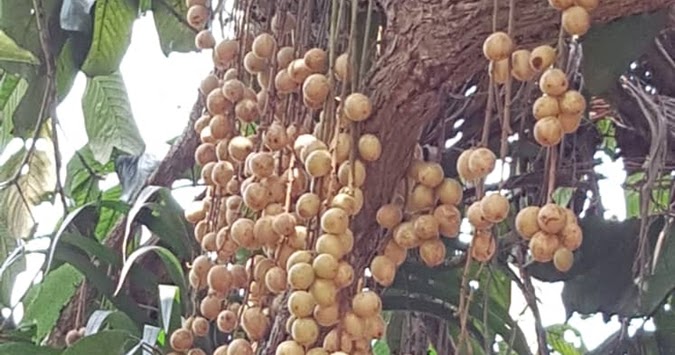 warna warni hidupku..............: Pokok Buah Rambai