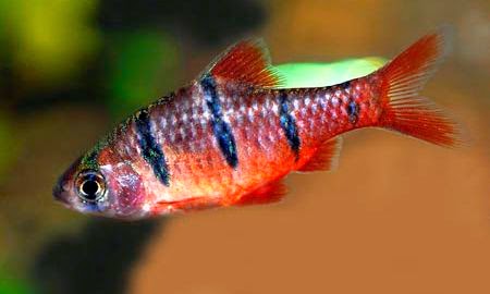 Snakeskin Barb ~ AGRI ORNAMENT FISH - TROPICAL AQUARIUM FISH SHOP
