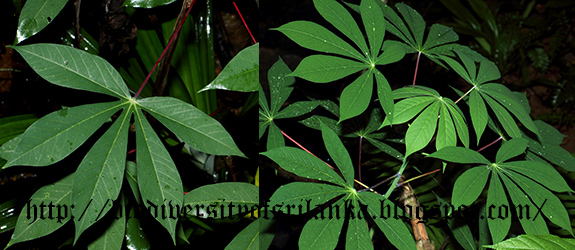 Biodiversity of Sri Lanka: මඤ්ඤොක්කා[Manyokka]/Manioc/Cassava (Manihot ...