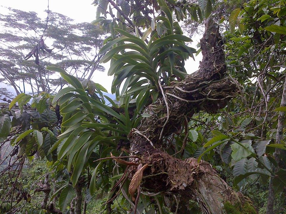 The Wonderful Orchids: Vanda foetida