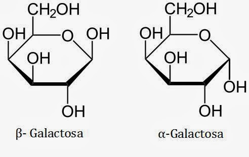 BIOLOGÍA CELULAR: CARBOHIDRATOS Y ÁCIDOS NUCLEICOS