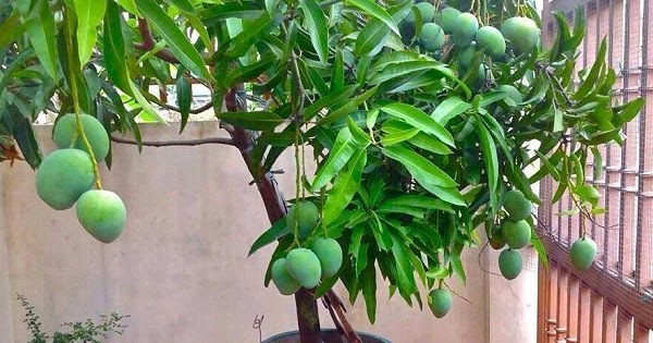 MANGO & ITS SPIRITUAL SIGNIFICANCE - God Thoranam Products