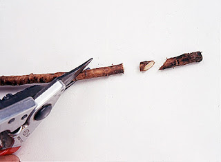 Seed to Feed Me: HOW TO PROPAGATE FROM ROOT CUTTINGS