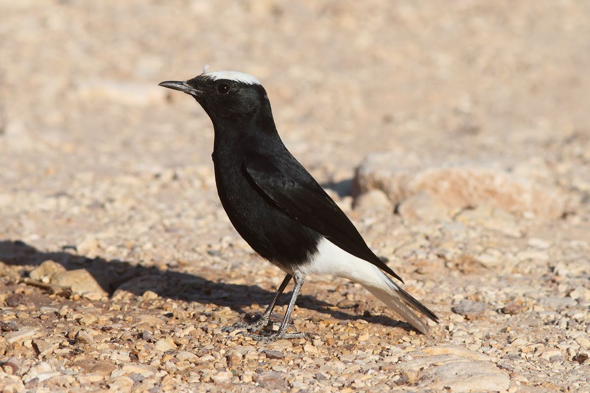 Basalttitasku - Basalt Wheatear, Ovda, Israel Nov 2018