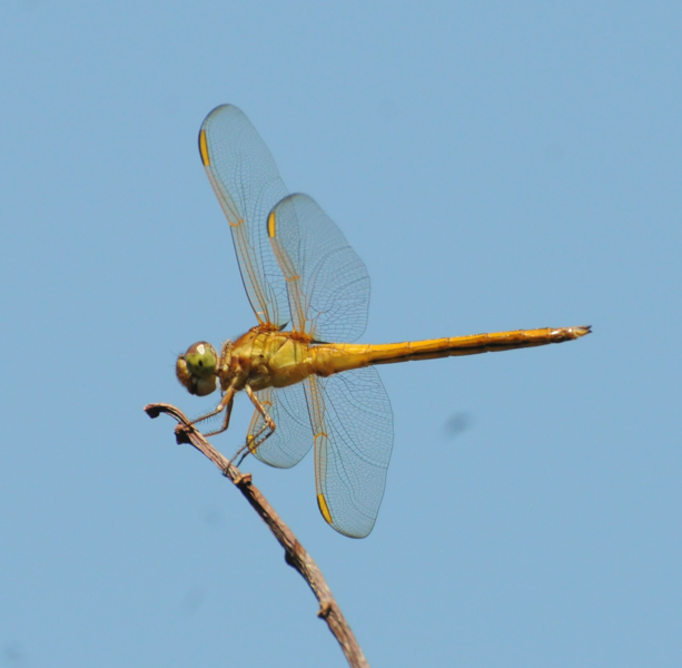 A Wandering Naturalist: Florida: Some Florida Dragonflies