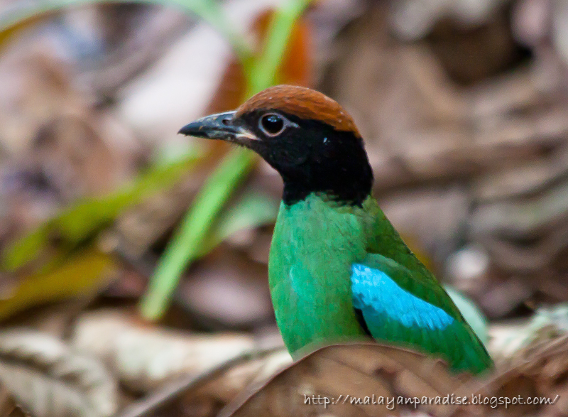 SOUTH EAST ASIA BIRDS - Malaysia birds paradise: March 2012