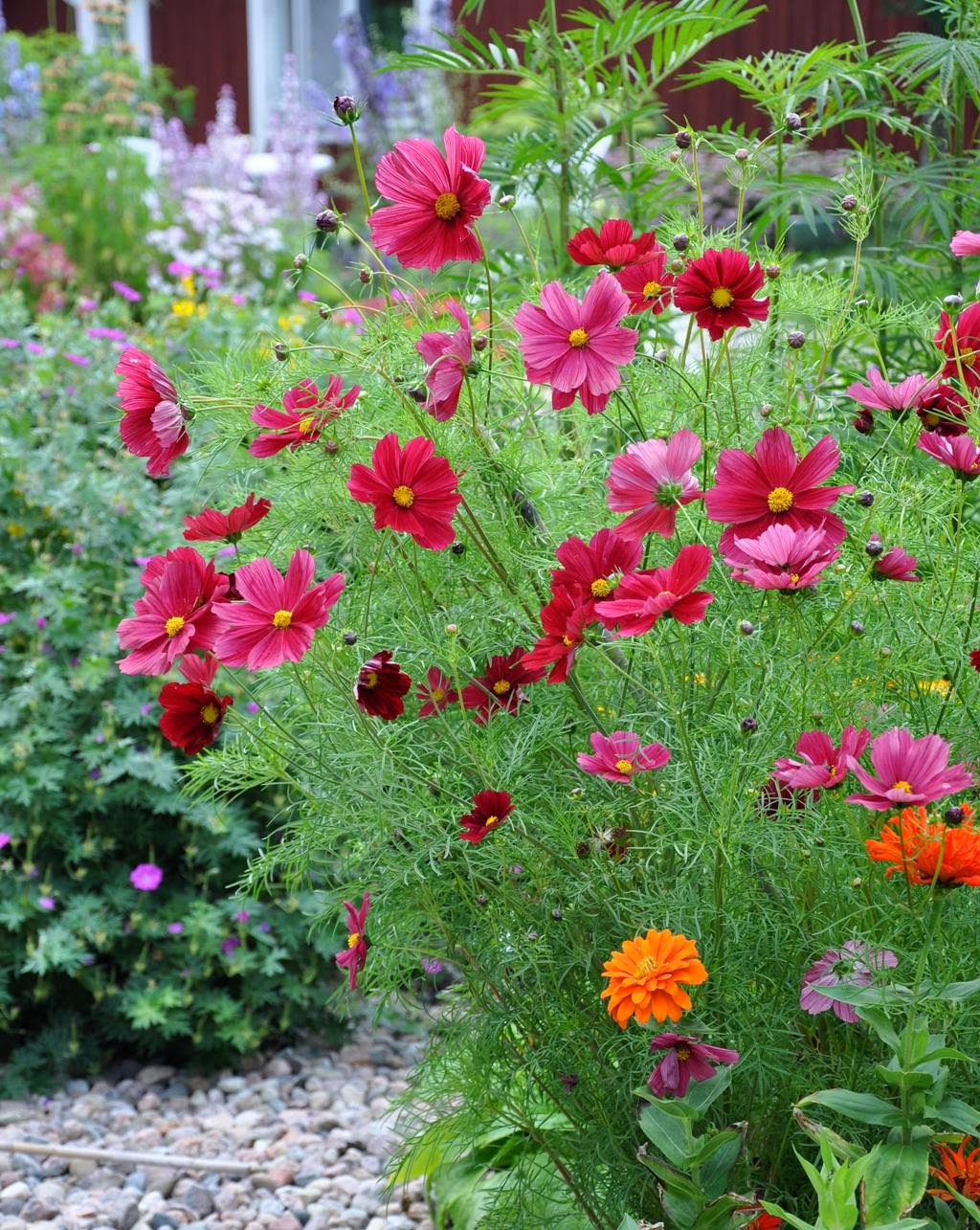 Seminte si plante de gradina hobby: Cosmos bipinnatus
