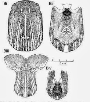 KathrynBautistaBiol3500: The Buzz on Platypus Bills- My Favourite Tissue!