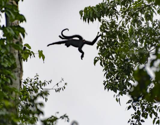 Le scimmie dell’Amazzonia, racconto di Luigi Lazzaroni