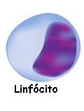 Por dentro do Mundo das Células: Linfócito
