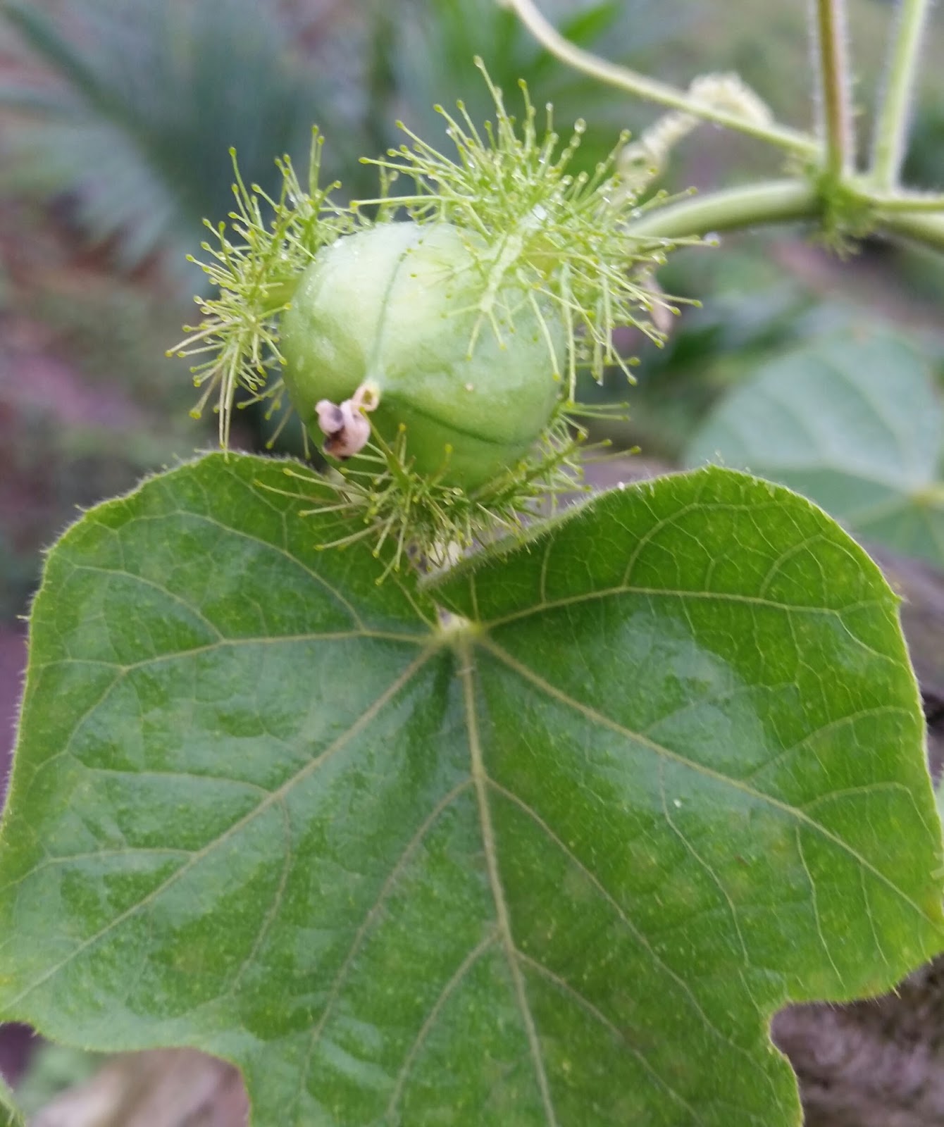 Warisan Petani: Bunga dan buah