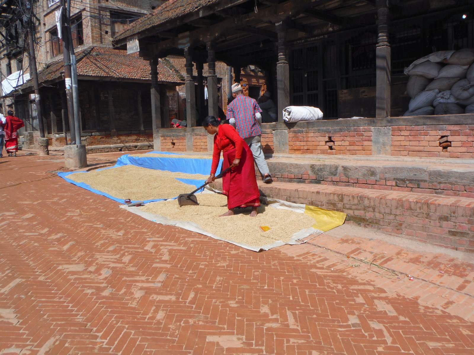 Ann Marcer in Nepal: Rice - how it is produced in Nepal