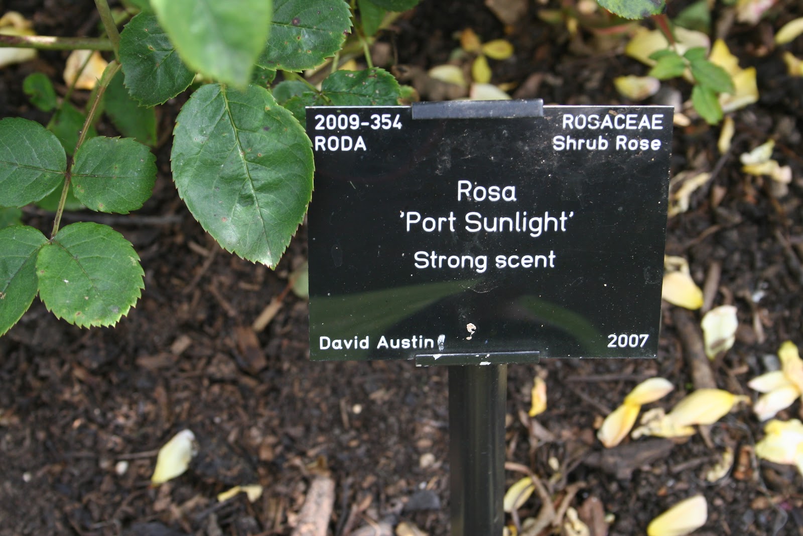 Roses of Richmond: David Austin Rose - Port Sunlight